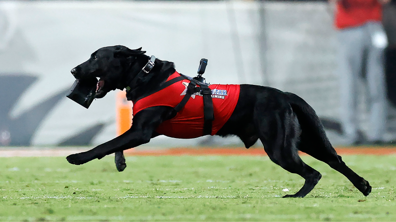 Champ the dog debuts as NC State football tee retriever (Video ...