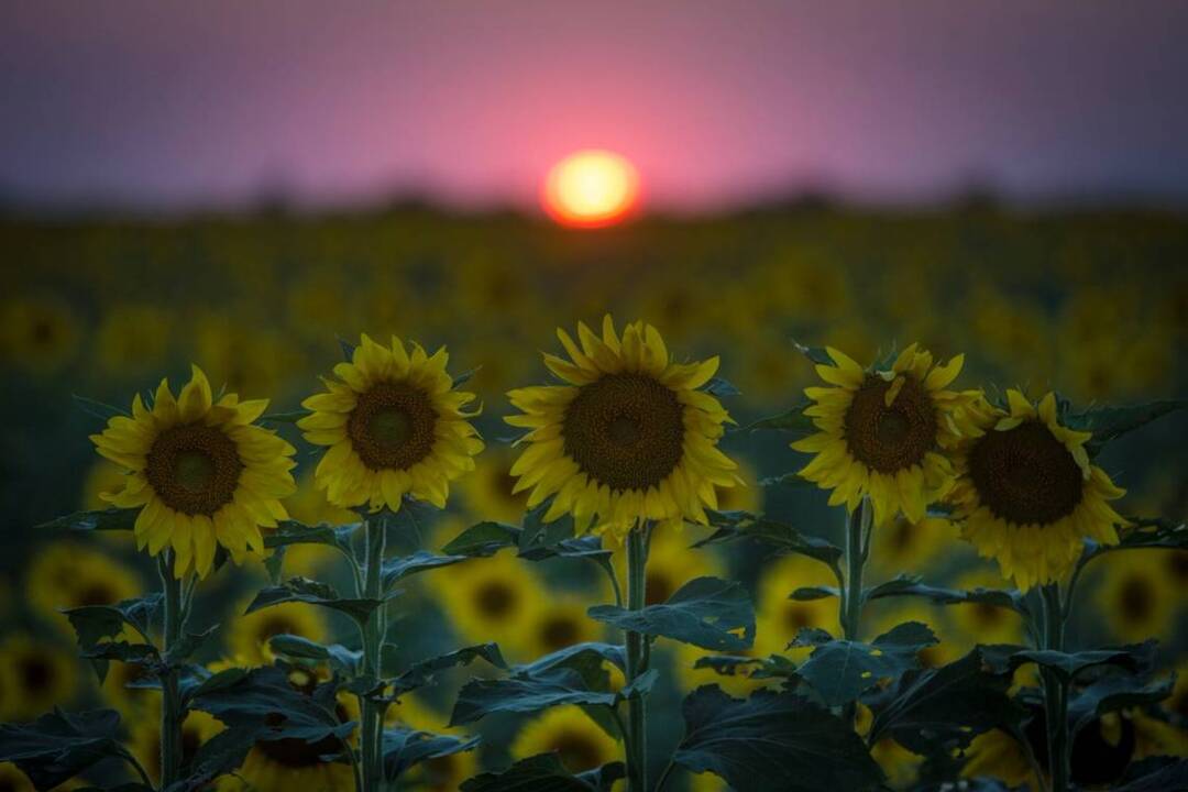 Gorgeous views of a field of Kansas sunflowers at sunset | Wichita Eagle