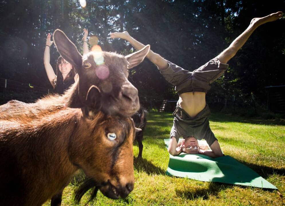 Goats will serve as caddies at an Oregon golf course | Tacoma News Tribune