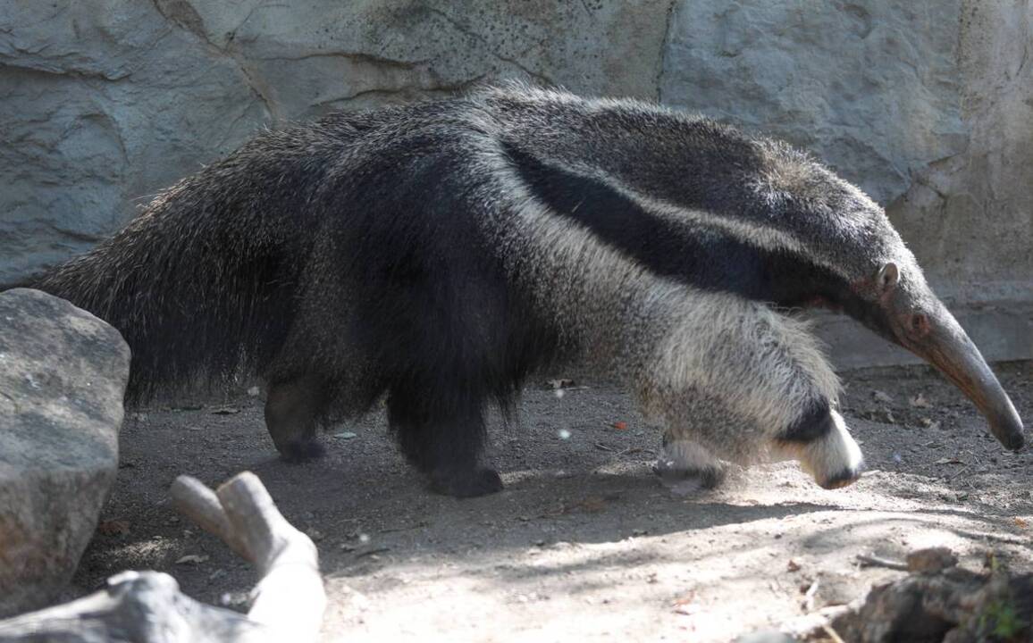 Atascadero's Charles Paddock Zoo | Giant anteater joins animals (Video ...