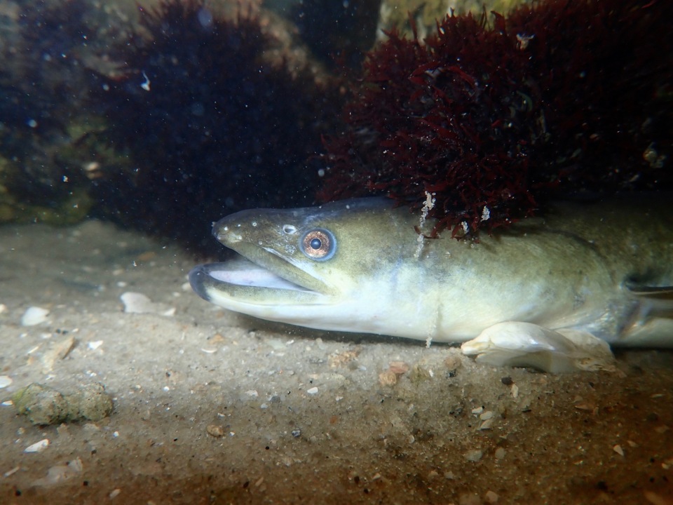 North American eels travel thousands of miles, stumping scientists ...