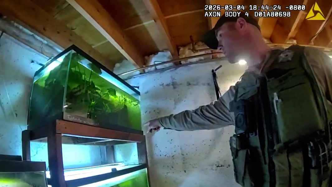 Newts with deadly pathogen seized in Everson, WA home (video ...