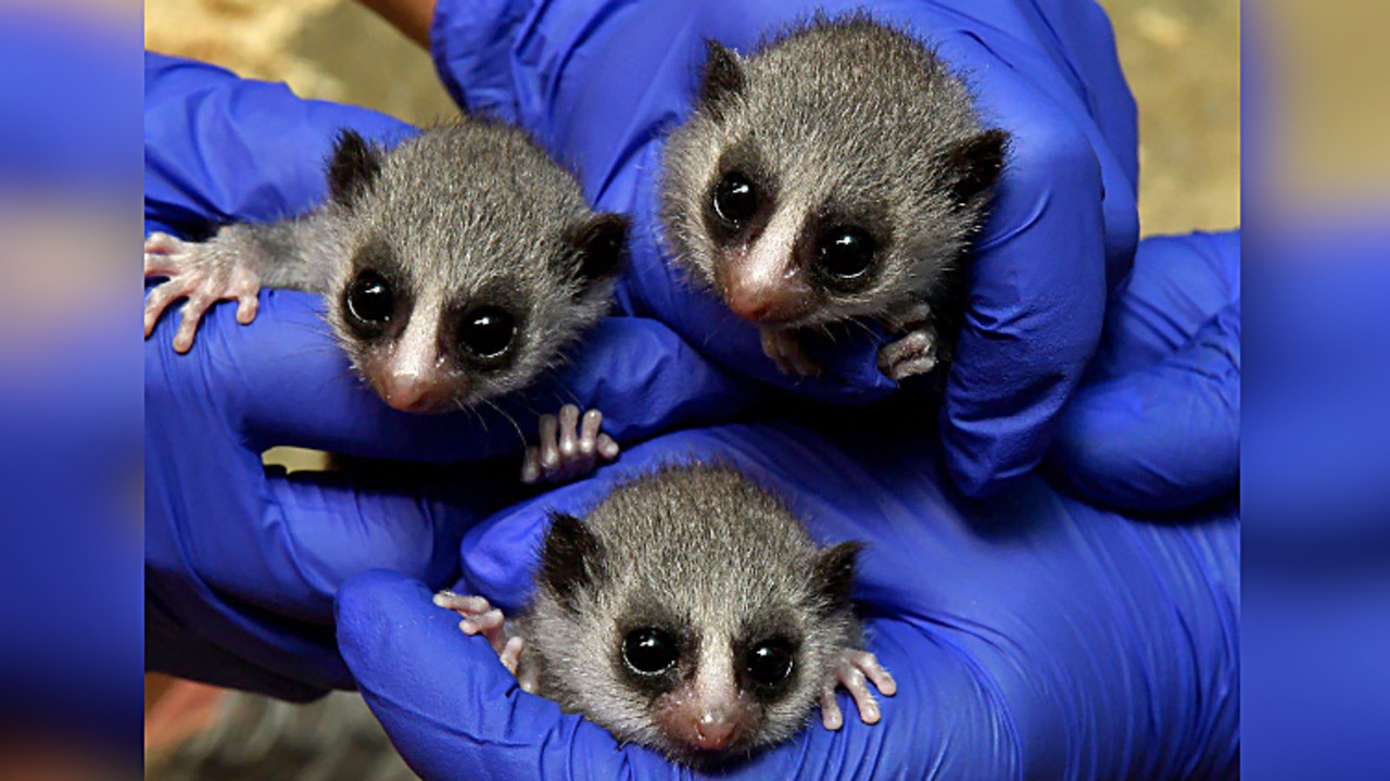 Fat-tailed dwarf lemur triplets born at Duke Lemur Center | Raleigh ...
