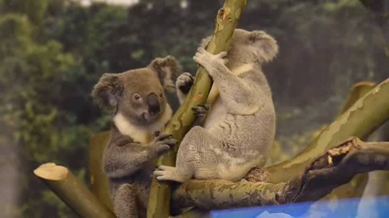 Koalas return to the Kansas City Zoo for the summer, fall | Biloxi Sun Herald