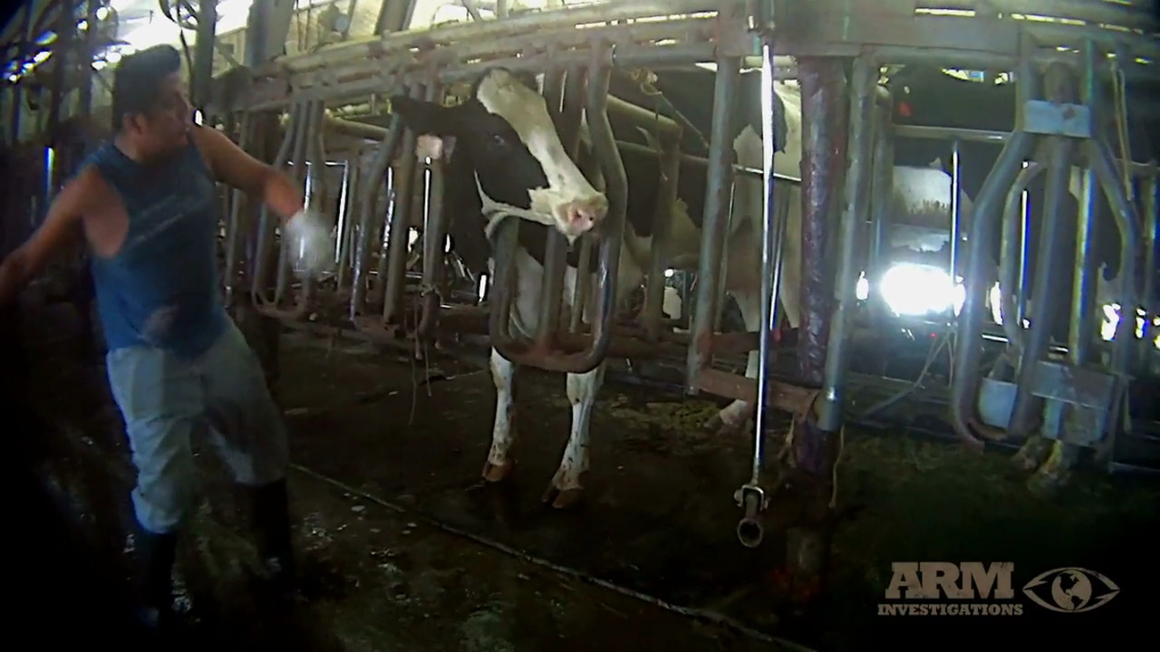 Group releases video alleging abuse of cows at Florida dairy farm ...