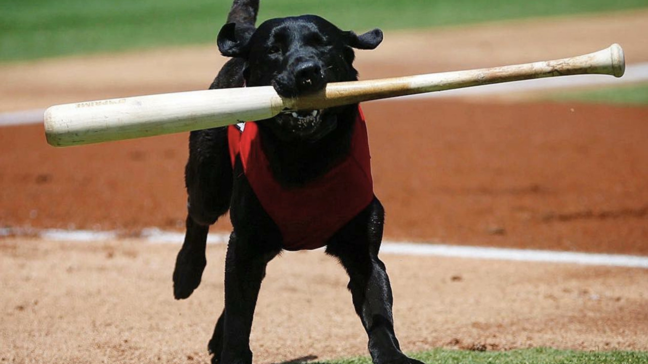 Fans boo umpire for tossing bat away from team’s bat dog | San Luis ...