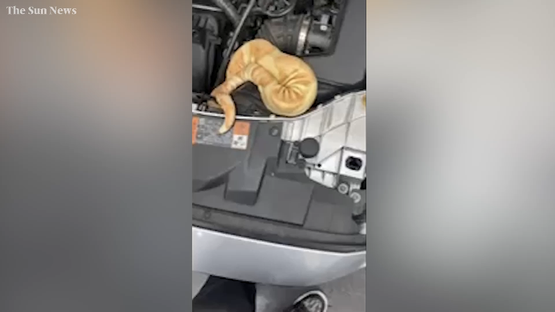 Take a look at this giant snake found under a car hood | Myrtle Beach ...