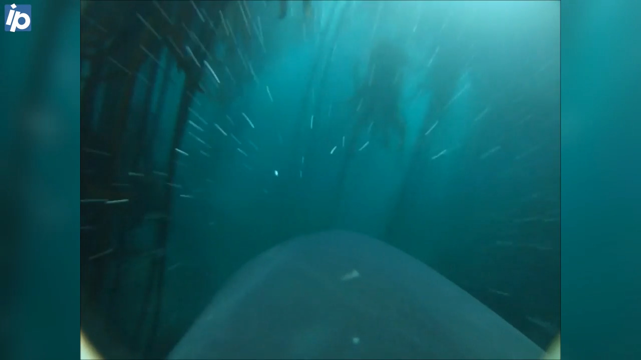 Video shows great white shark's point of view in kelp forest | Hilton ...