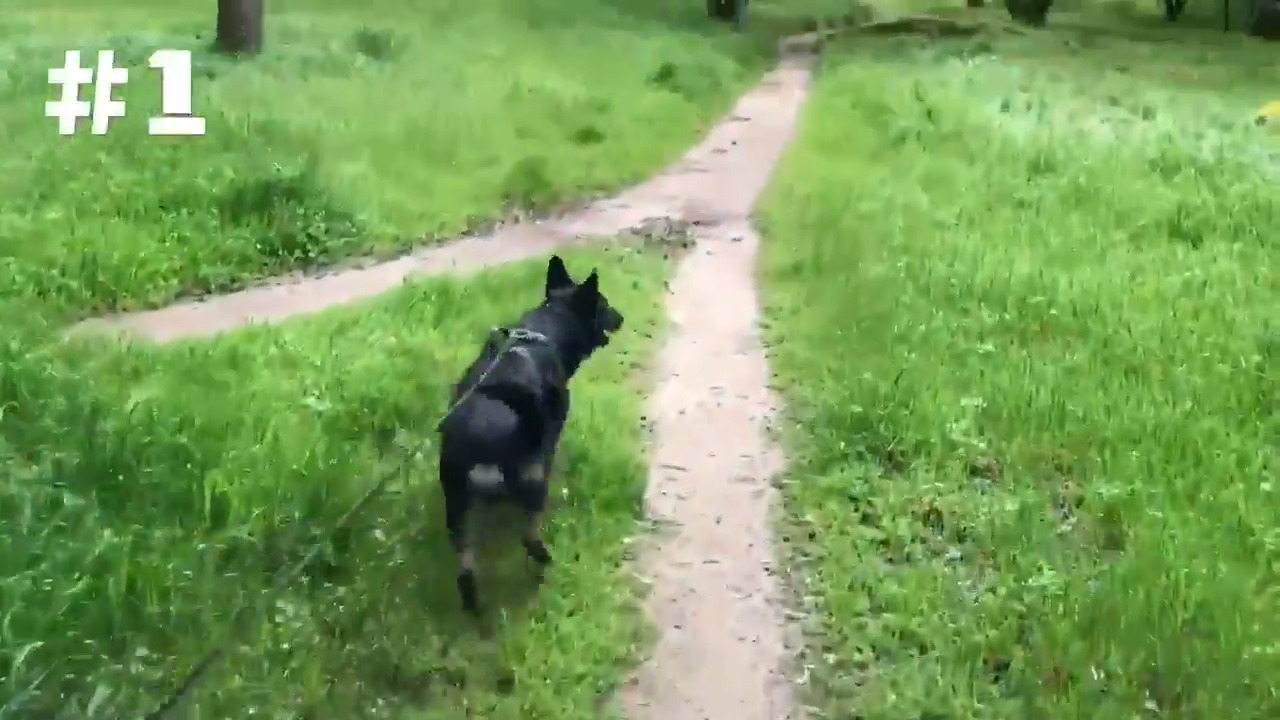 How K9 police dogs track down suspects using scent | Sacramento Bee