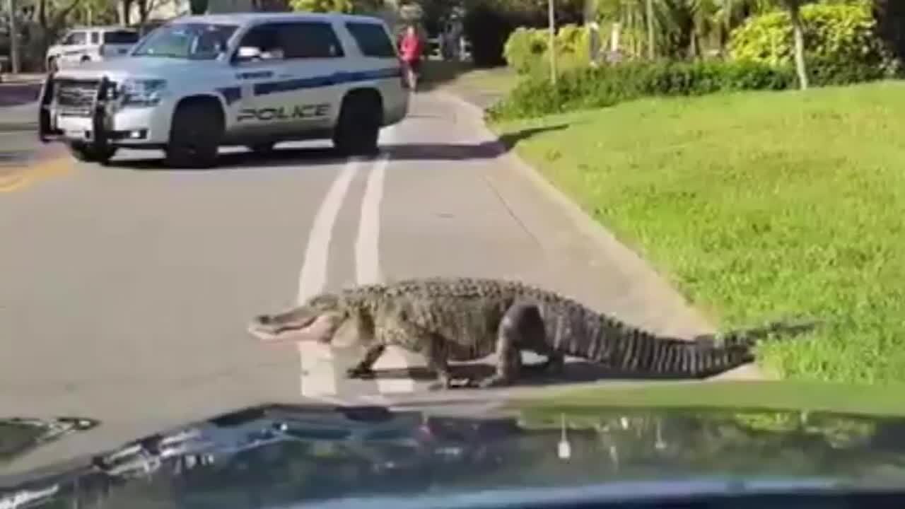 Watch as 'massive' alligator crosses road in Venice, Florida | Miami Herald