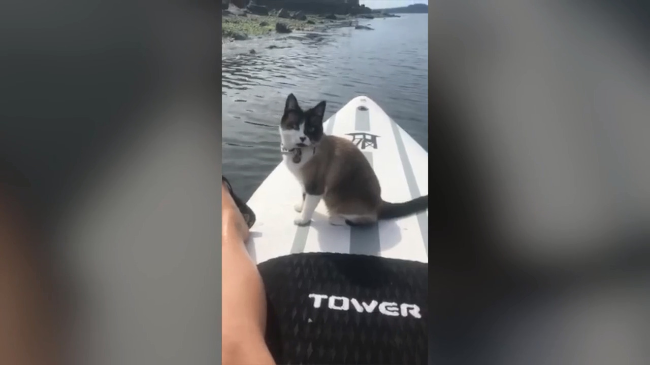 This cat loves to ride on a paddleboard | Durham Herald Sun