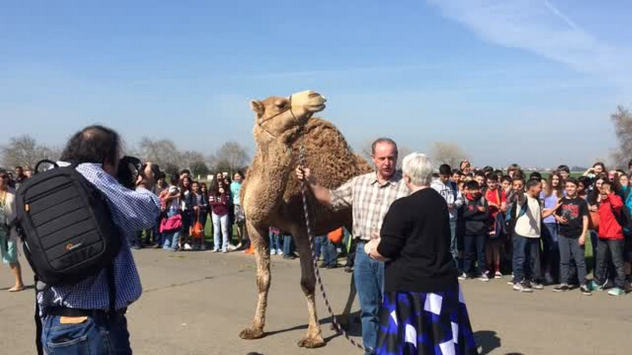 Cruickshank teacher kisses camel for fundraiser | Merced Sun-Star