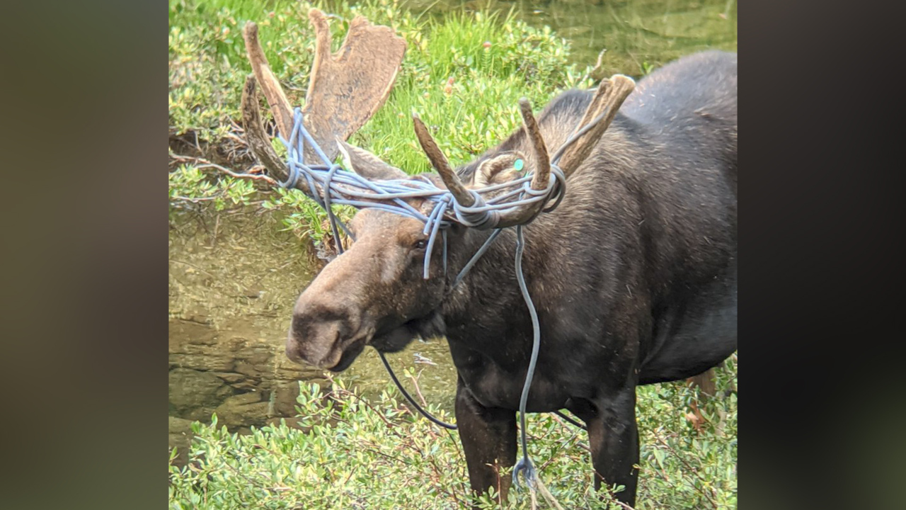 Moose tangled in rope goes free in Colorado, video shows | Idaho Statesman