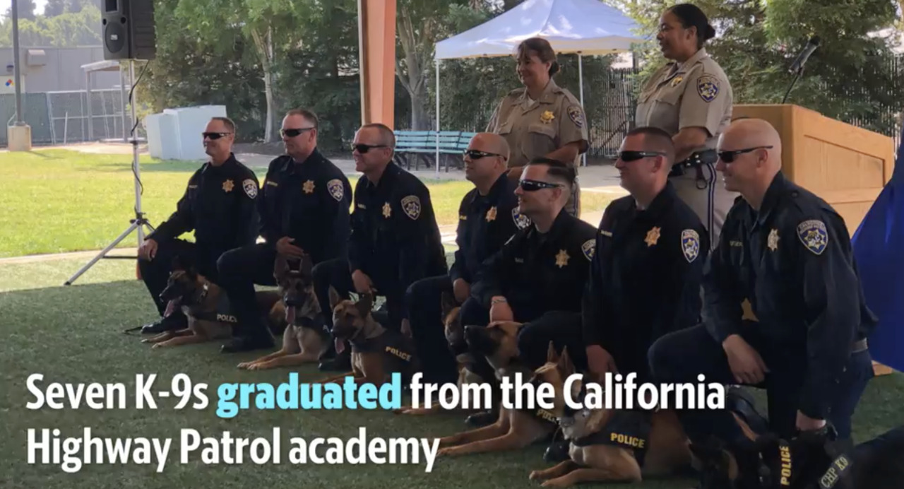 CHP K-9 graduation adds seven new dogs to the Patrol and Narcotics ...