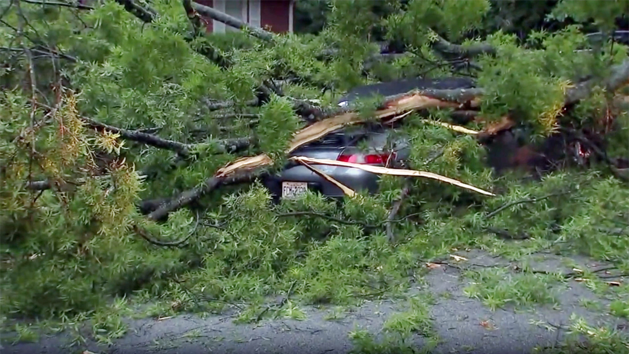 Fallen tree branch hits Porsche and power lines, report says | Raleigh ...