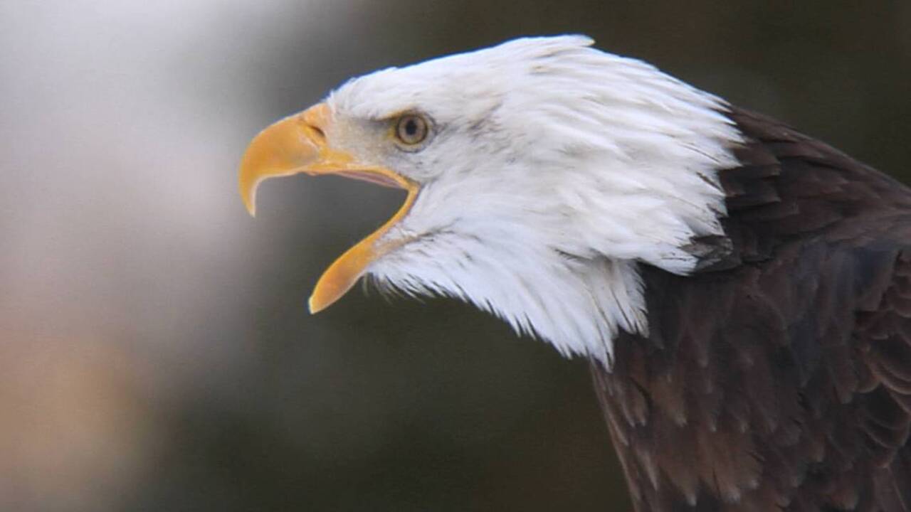 How are bald eagles in South Carolina ingesting lead? | The State