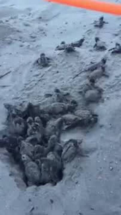 Watch as dozens of sea turtles hatch and walk to the ocean | Myrtle ...