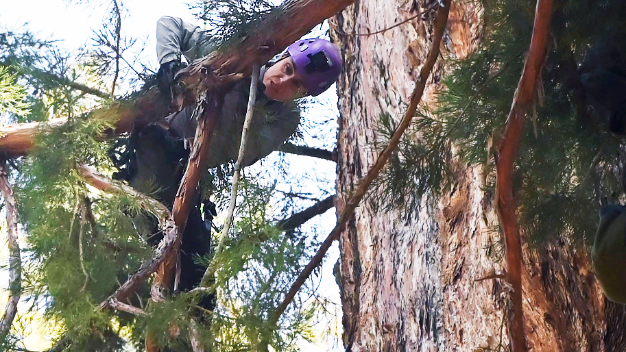 General Sherman giant sequoia tree undergoes a health inspection ...