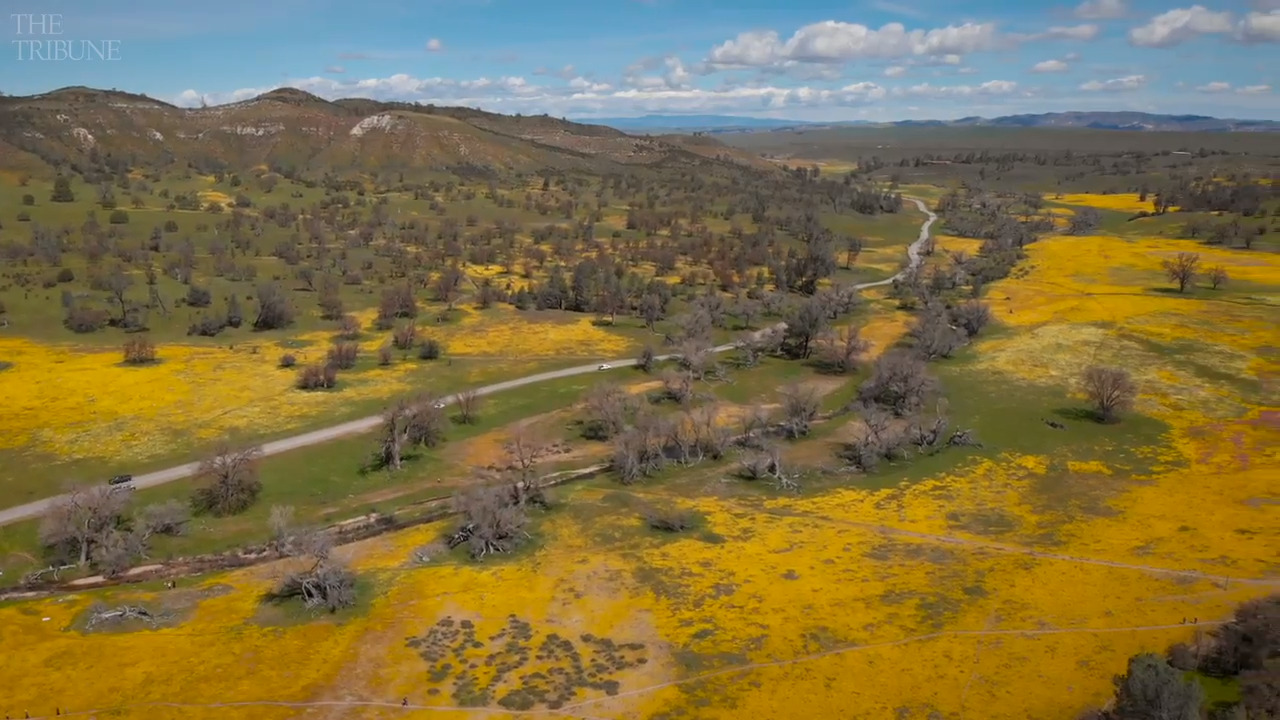 Drone video of Shell Creek Road CA wildflower super bloom | San Luis ...
