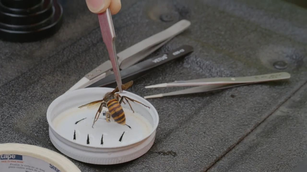 Second live Asian giant hornet caught near Blaine, WA | Bellingham Herald