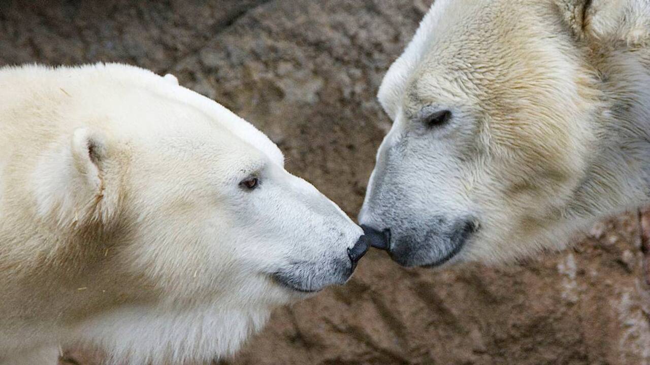 Is love in the air for NC Zoo's polar bear couple? | Raleigh News ...