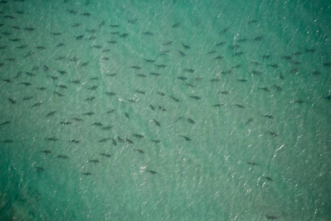 Sharks migrate to Florida, but numbers are fewer this year | Miami Herald