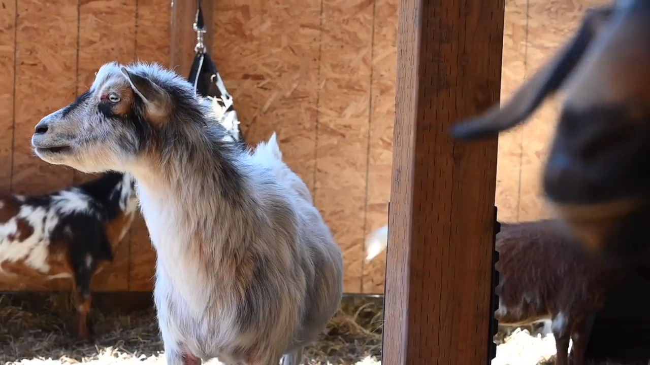 Animals as Natural Therapy finds new farm in Bellingham (Video ...