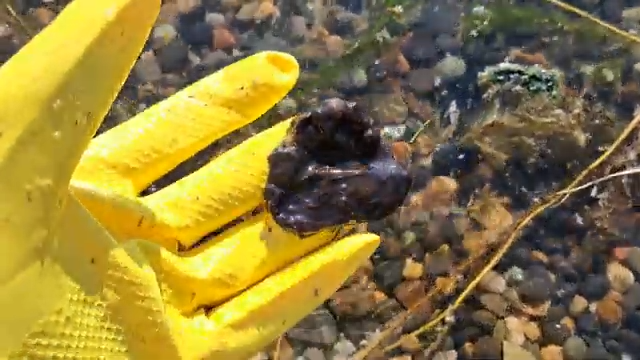 Beware of toxic algae in Tri-Cities' Columbia, Snake Rivers | Tri-City ...