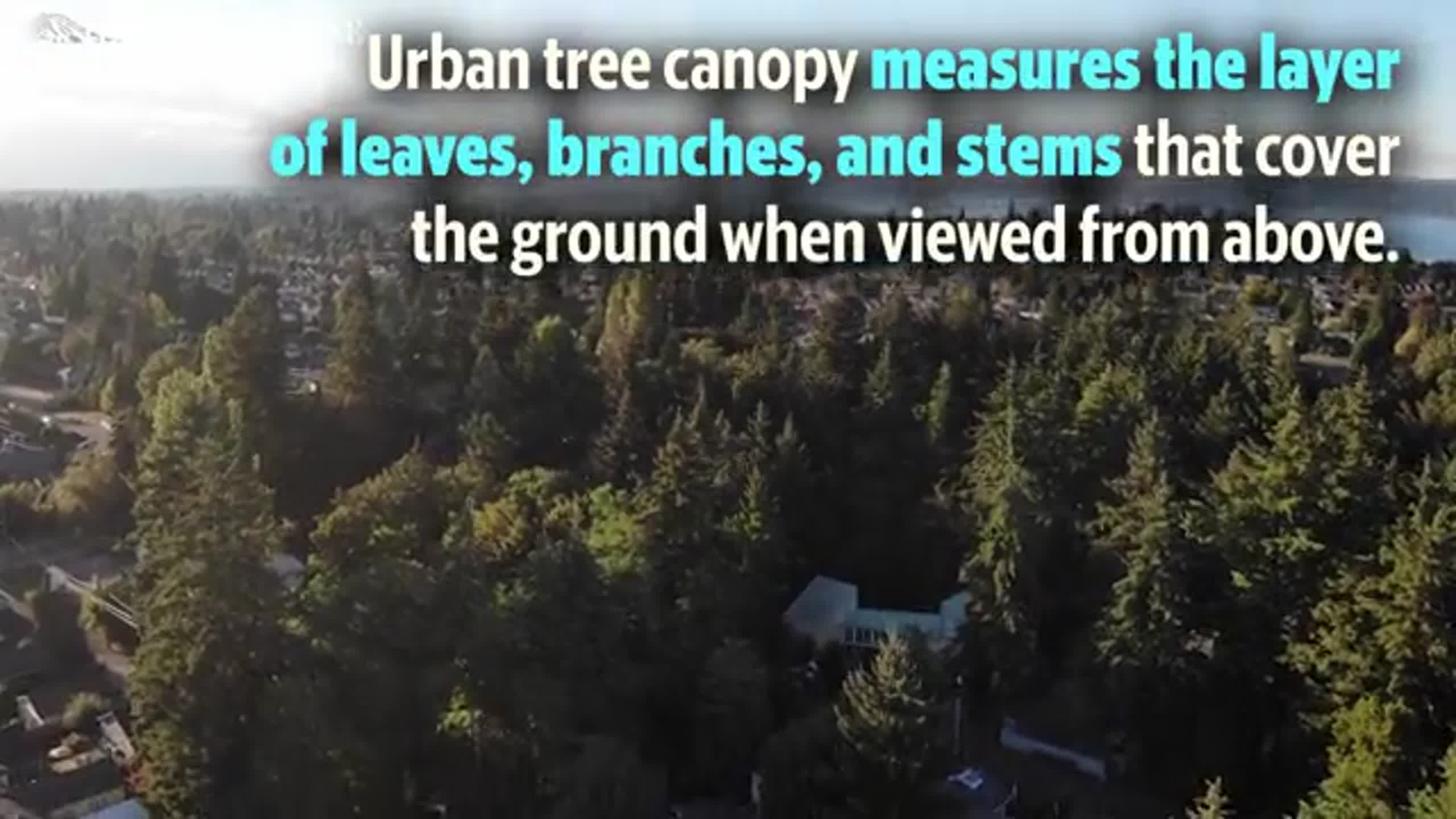 Why are urban tree canopies important? | Tacoma News Tribune
