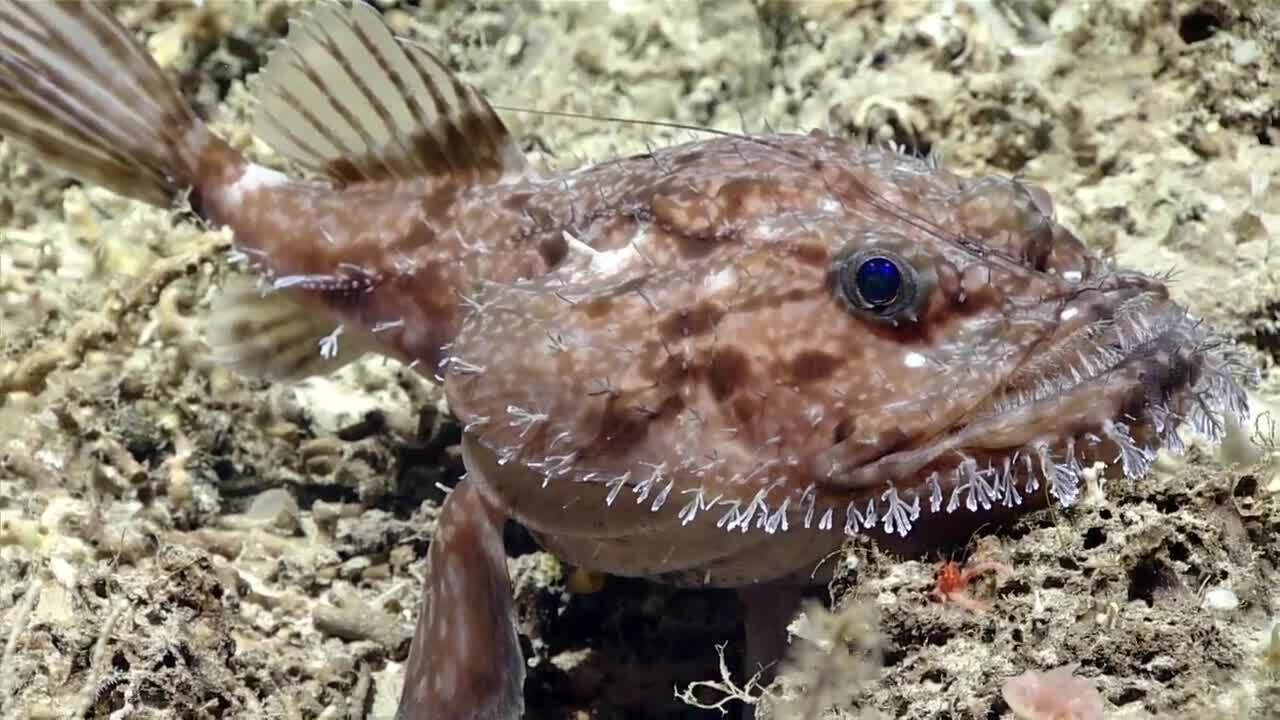 The "Grumpy" Goosefish. Summary: The rock-like goosefish has a ...
