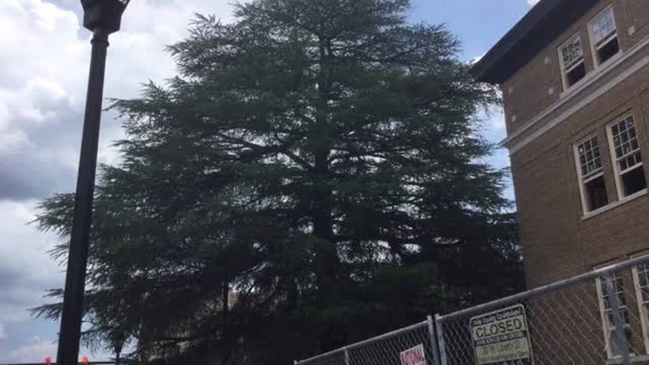Tree huggers cry Grinch at potential chopping down of York courthouse ...