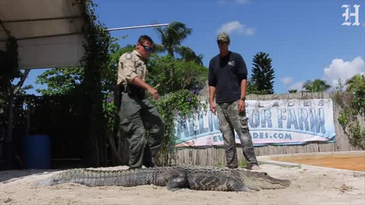 Taming the gator: How the experts learn to handle alligators | Miami Herald